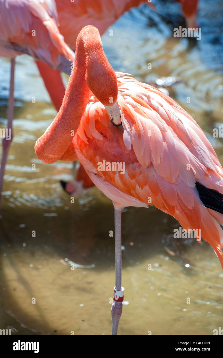 Orlando flamingos hi-res stock photography and images - Alamy