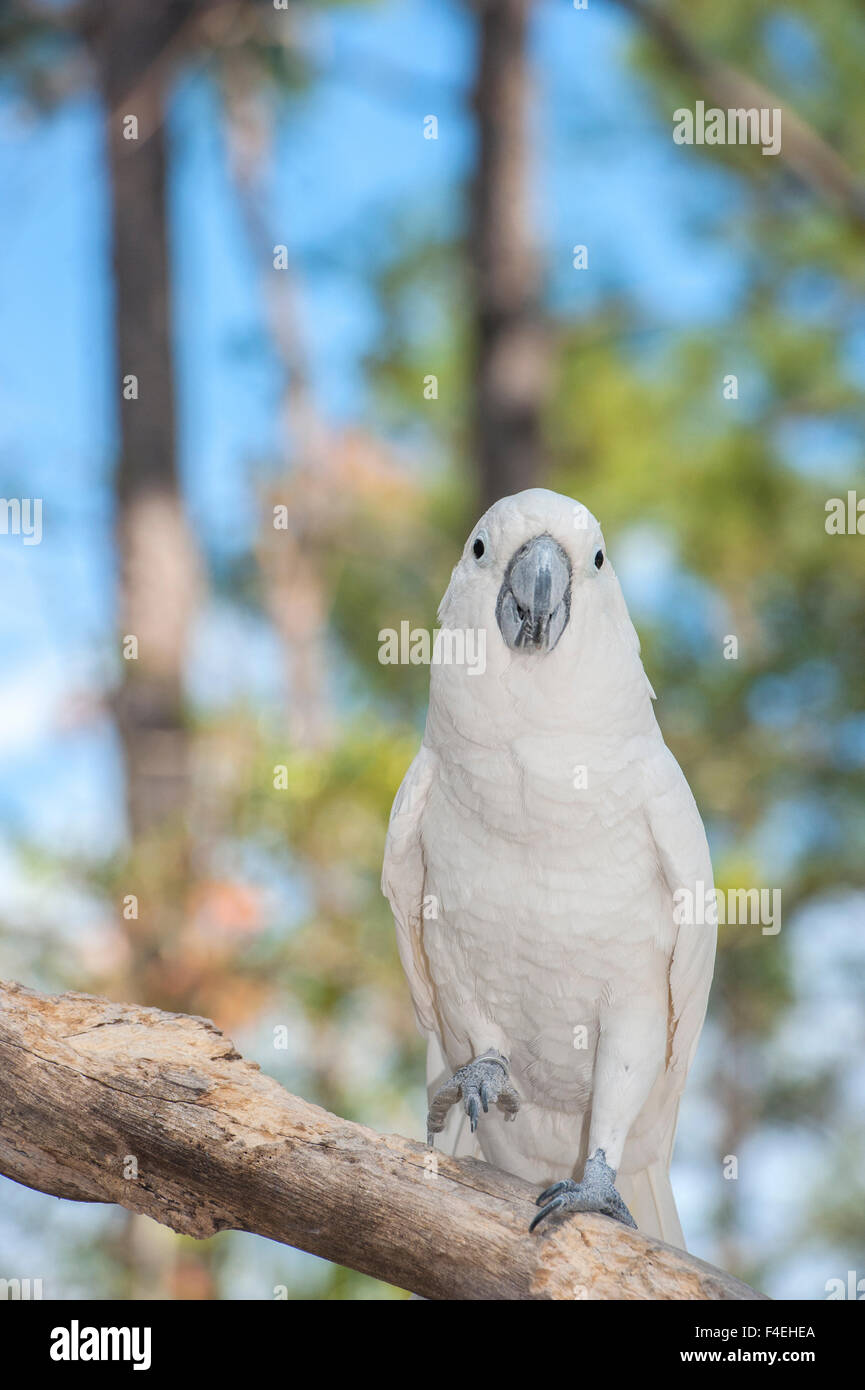 USA, Florida, Orlando. White Cockatoo at Gatorland Stock Photo - Alamy