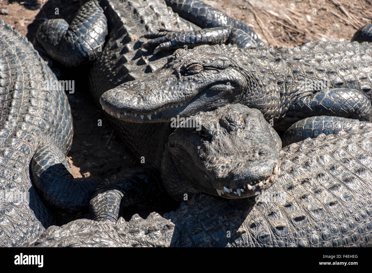 USA, Florida, St. Augustine, Alligator Farm, alligators Stock Photo - Alamy