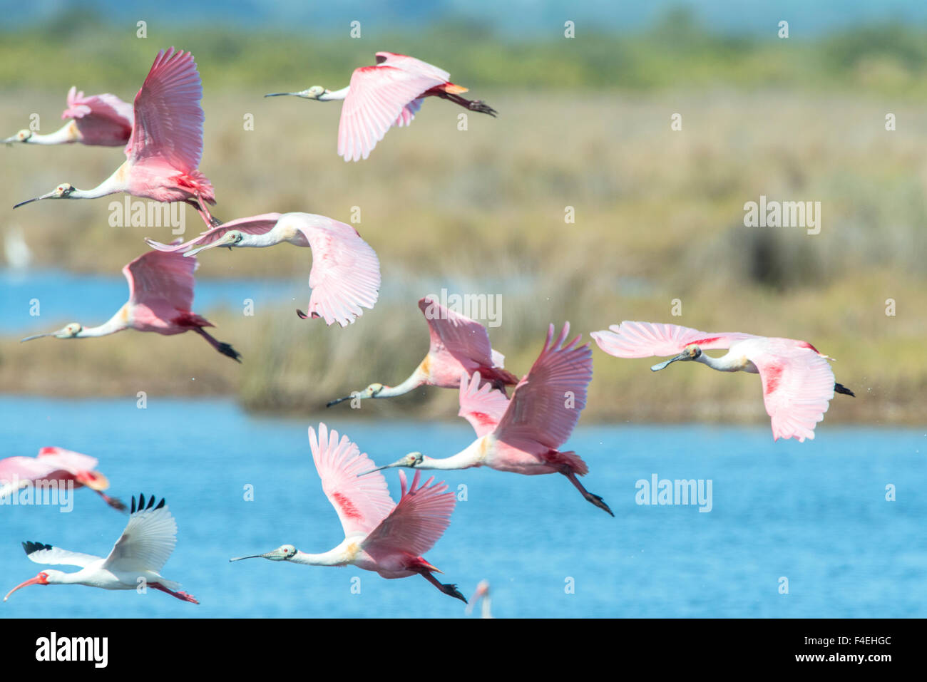 USA, Florida, Merritt Island, National Wildlife Refuge, Roseate ...