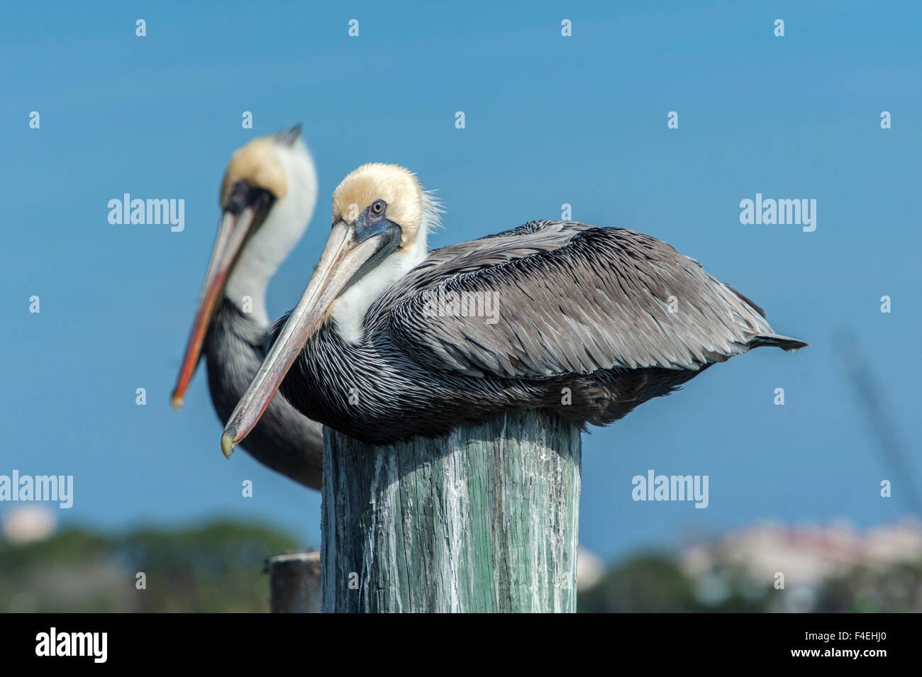 USA, Florida, New Smyrna Beach, pelicans roosting on pylon Stock Photo ...