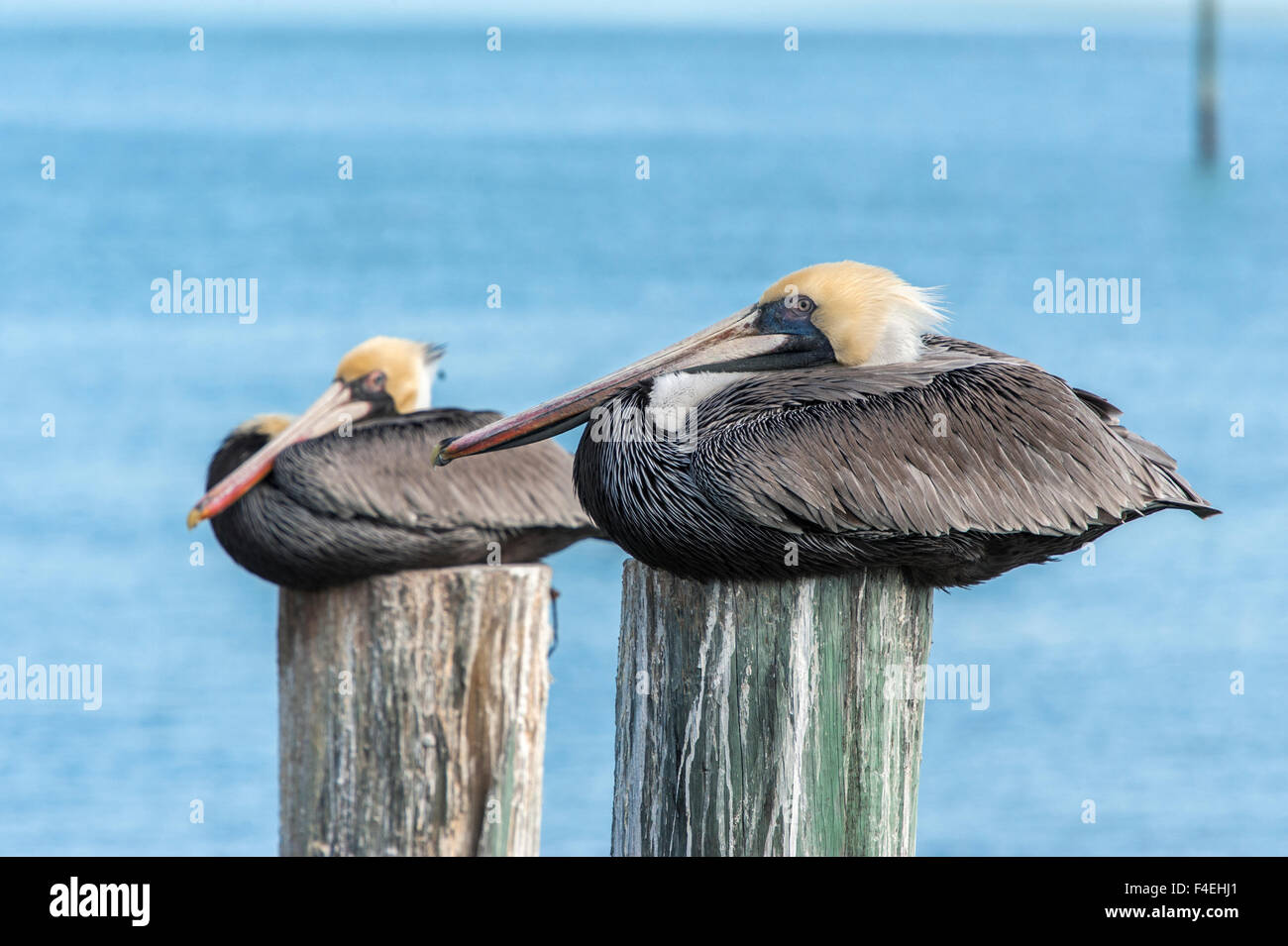 USA, Florida, New Smyrna Beach, pelicans roosting on pylon Stock Photo ...