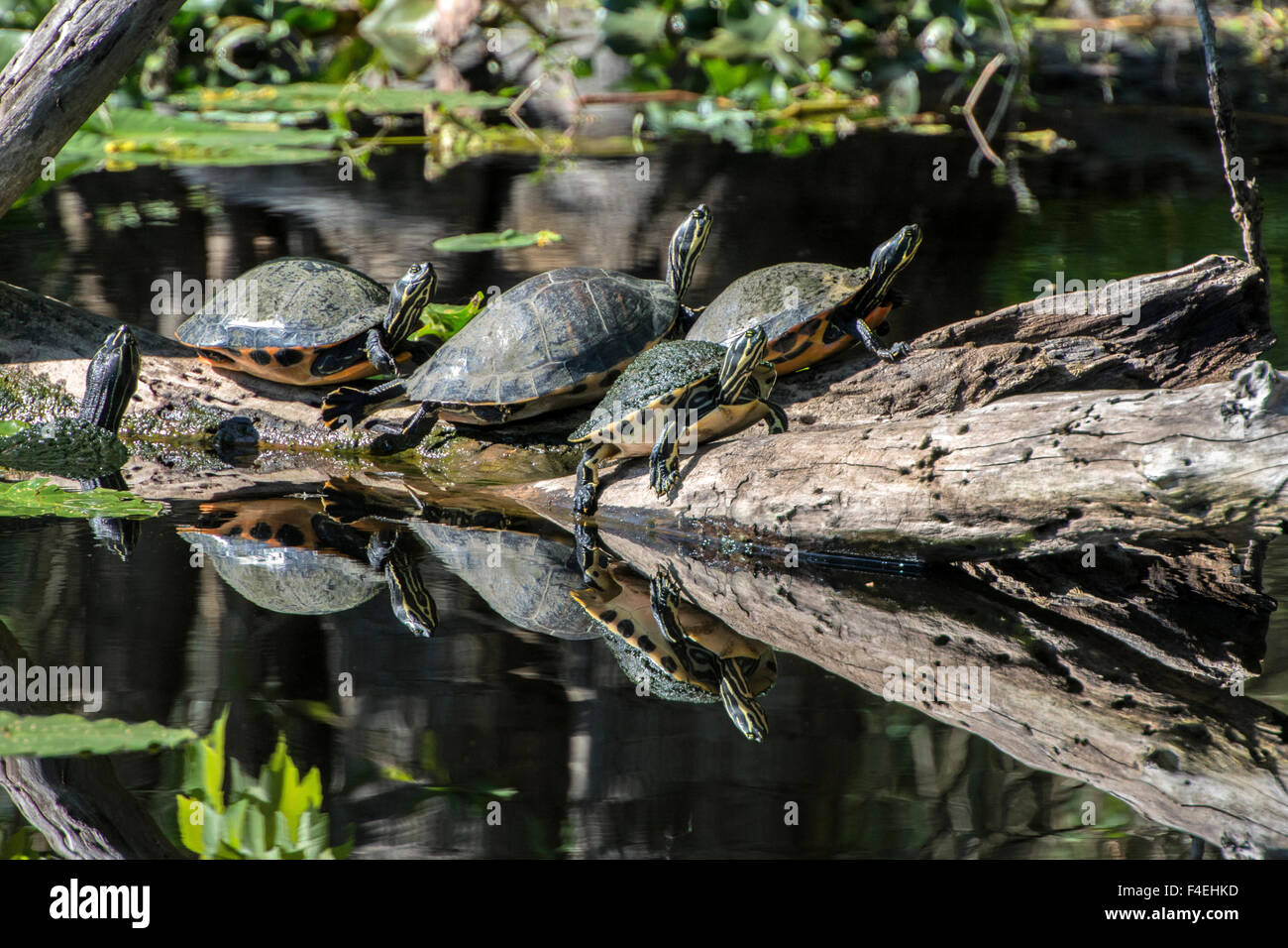 USA, Florida, Orange City, St. Johns River, Blue Spring State Park ...
