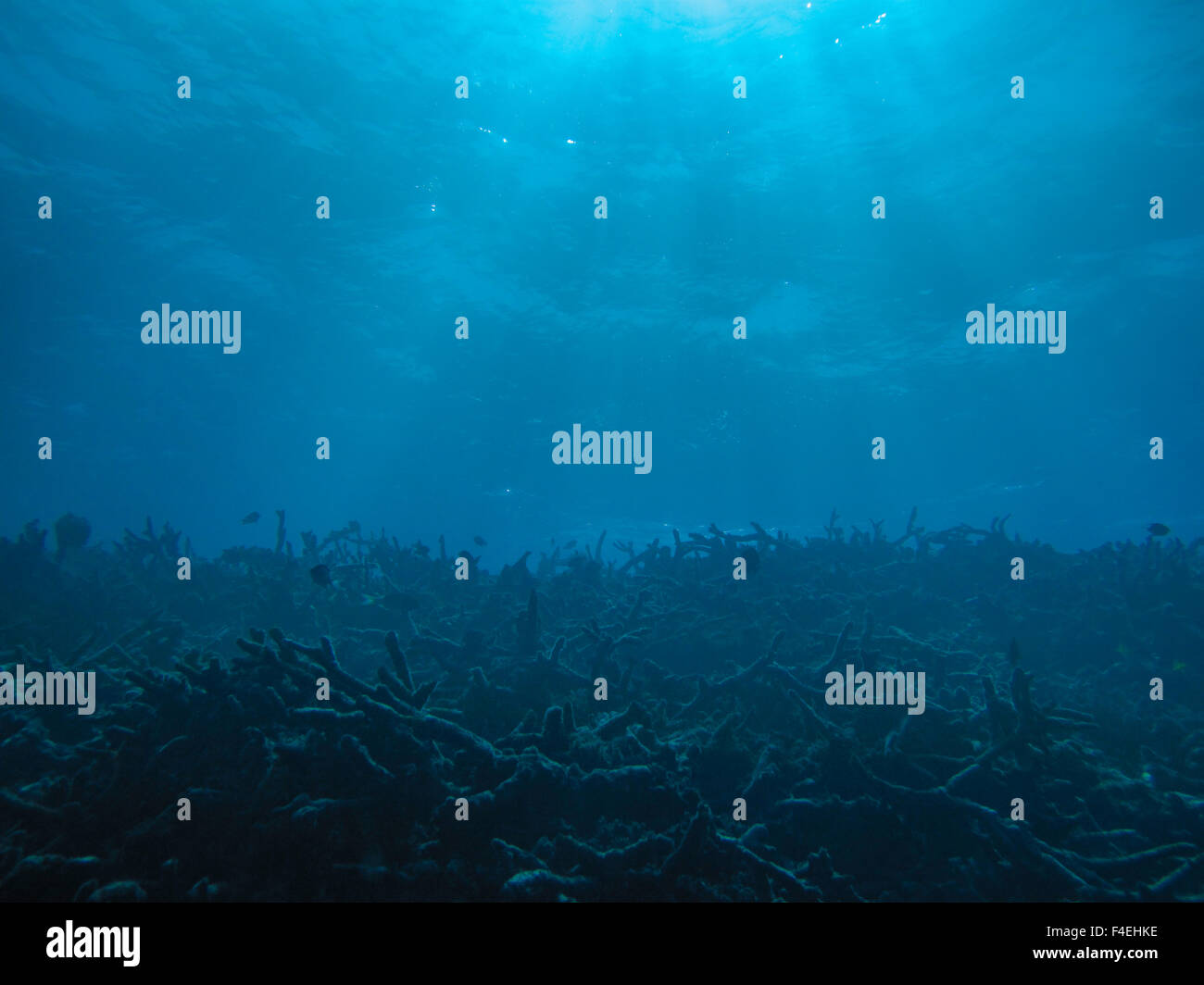 Underwater view of ocean hi-res stock photography and images - Alamy