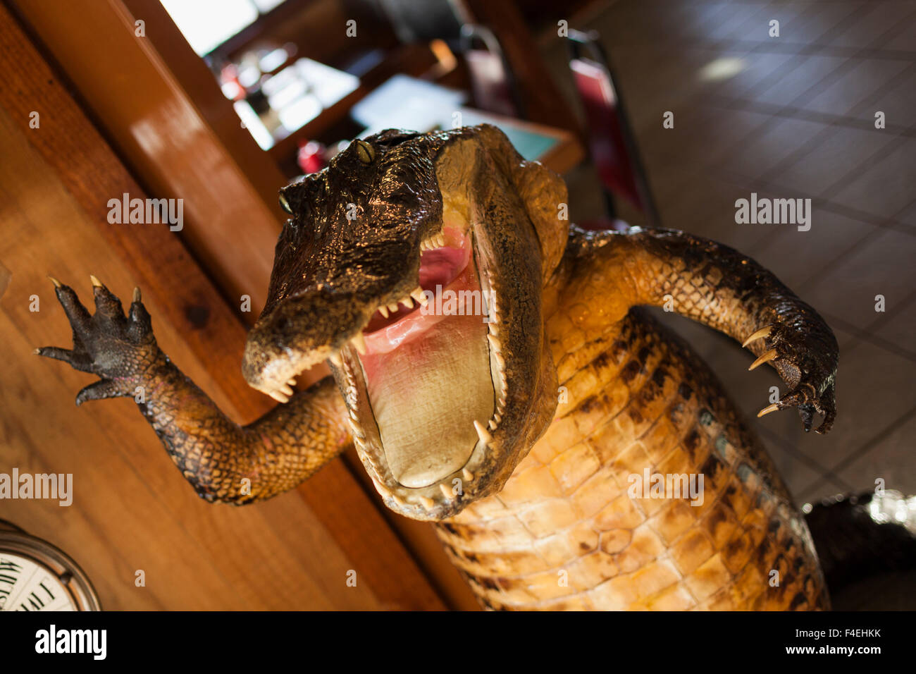 USA, Florida, Everglades National Park, Everglades City, stuffed ...
