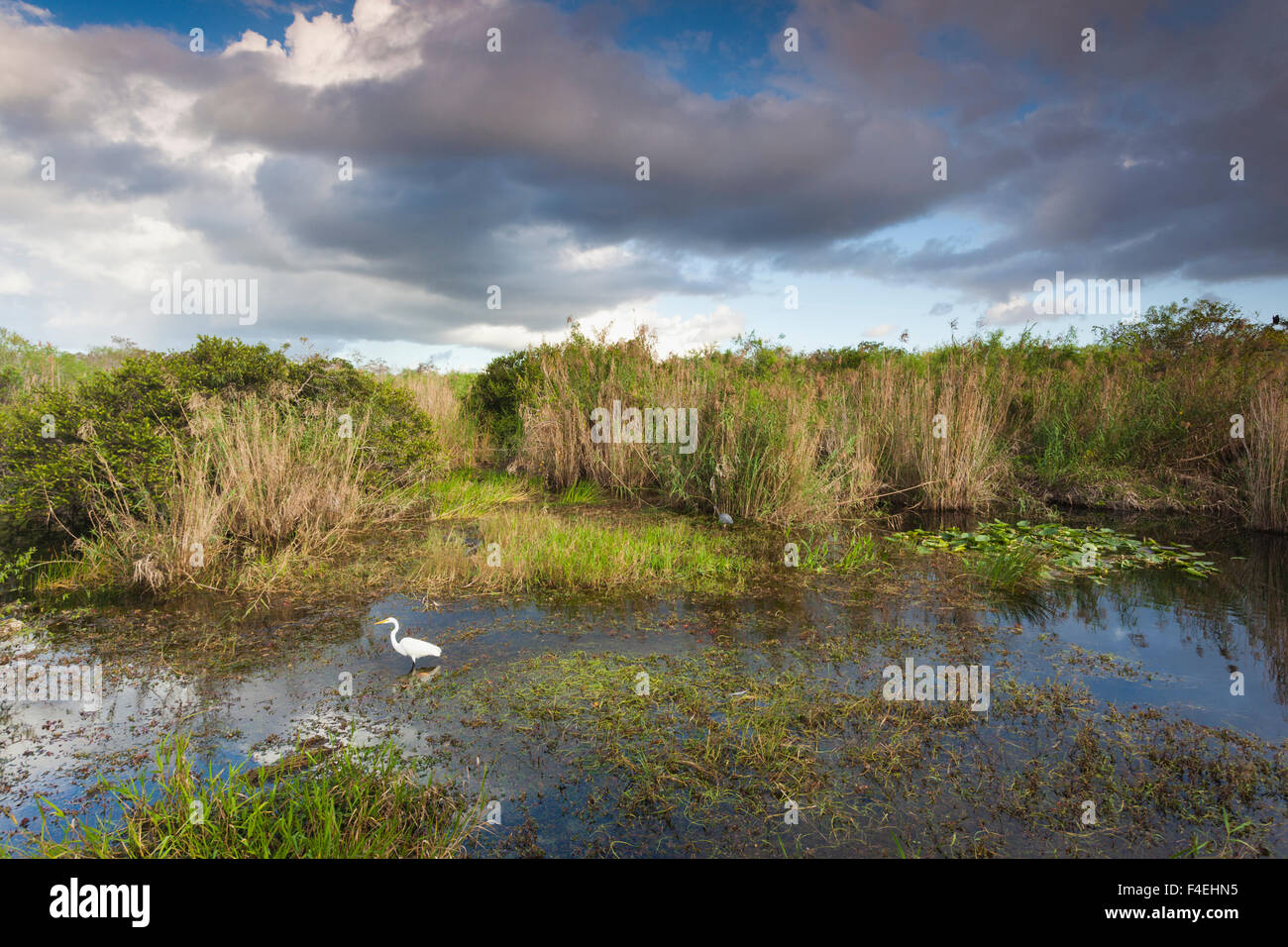 USA, Florida, Everglades National Park, swamp view from The Anhinga ...