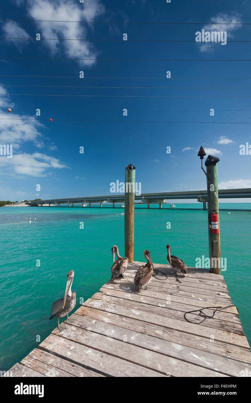 USA, Florida, Florida Keys, Islamorada, Robbie's Marina, pier with ...