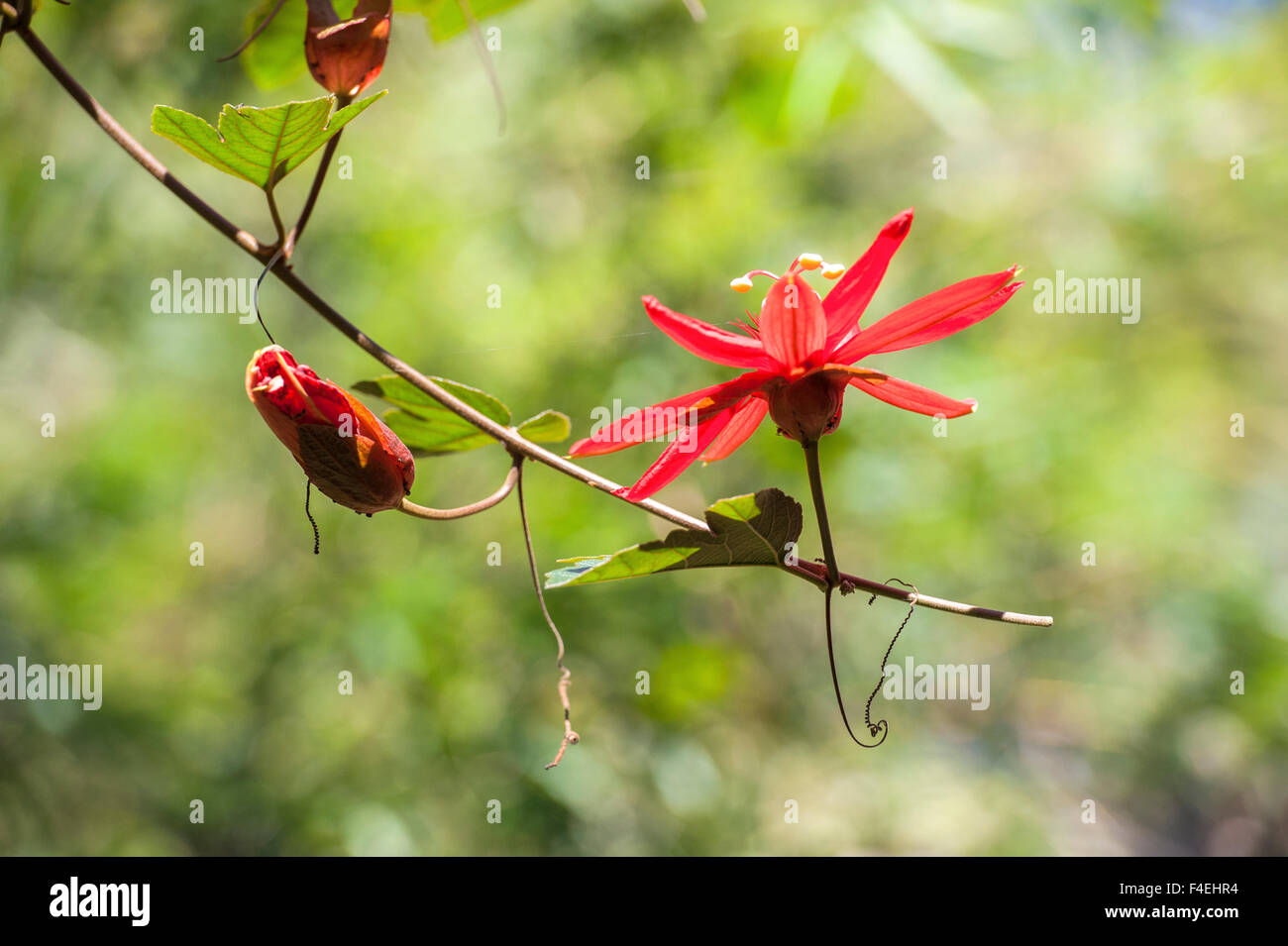 USA, Florida, St. Augustine, red tropical flower Stock Photo - Alamy