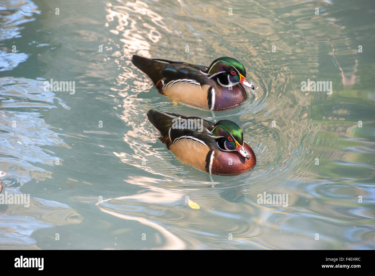 USA, Florida, St. Augustine, Wood Ducks at Alligator Farm Stock Photo ...
