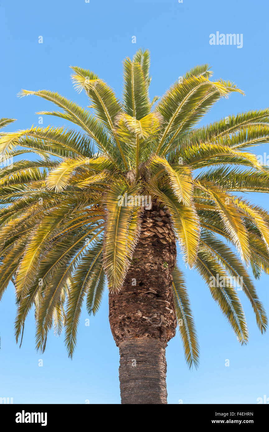USA, Florida, Tierra Verde, palm tree Stock Photo - Alamy