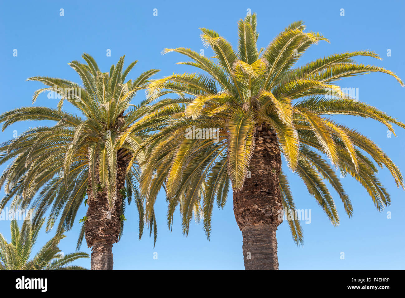 USA, Florida, Tierra Verde, palm trees Stock Photo - Alamy
