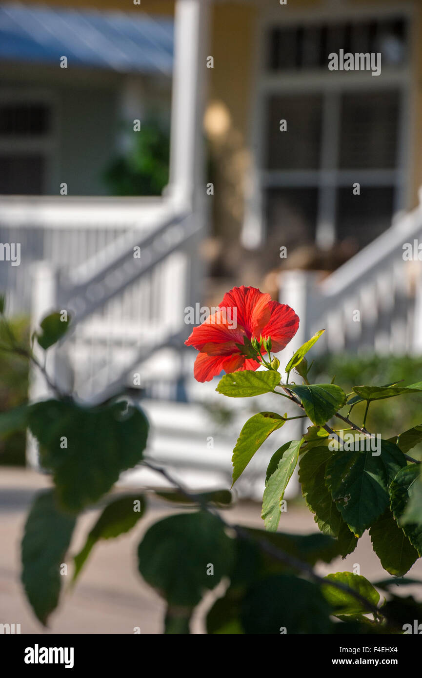 USA, Florida, New Smyrna Beach, red Hibiscus Stock Photo - Alamy