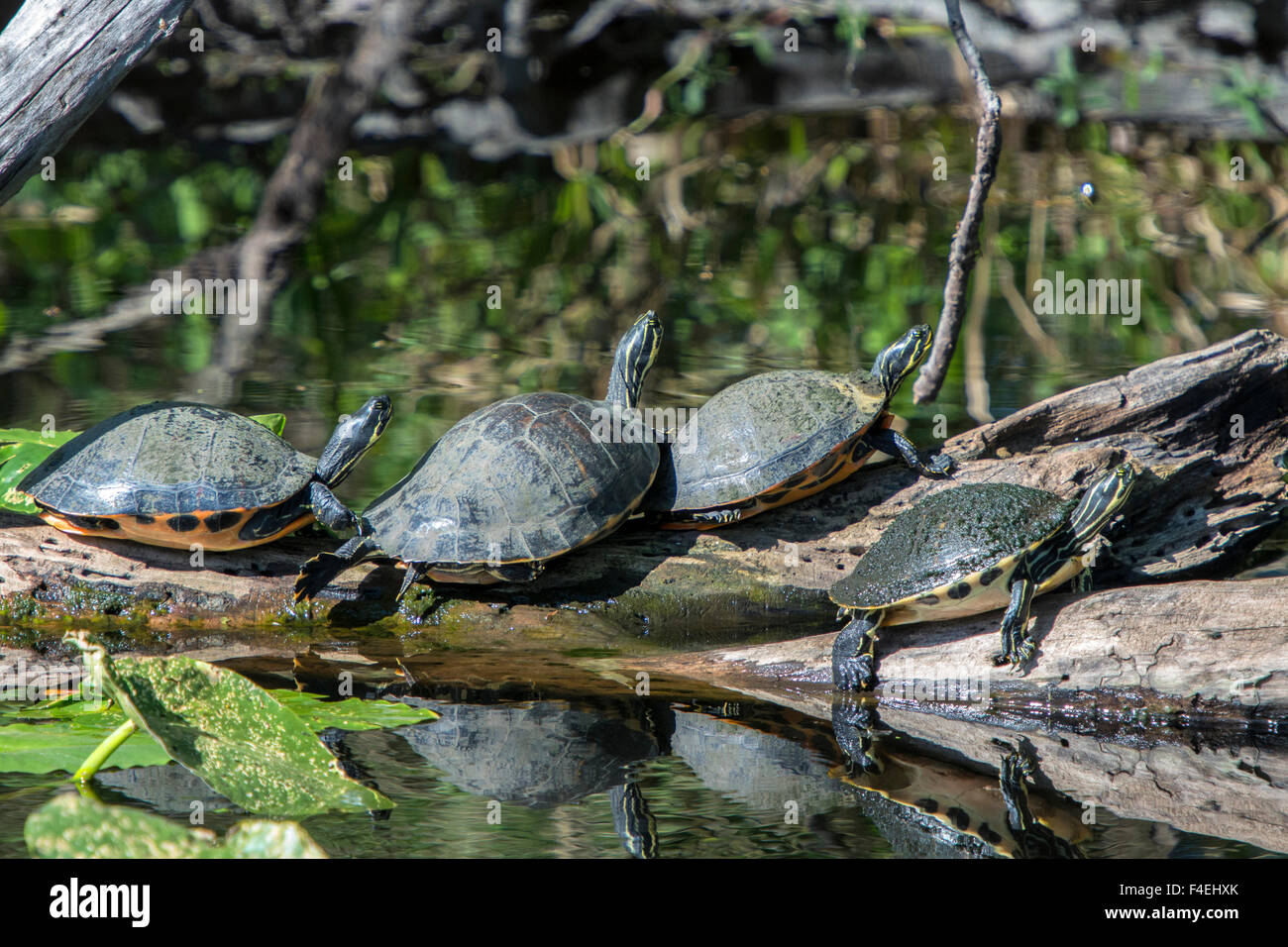 USA, Florida, Orange City, St. Johns River, Blue Spring State Park ...