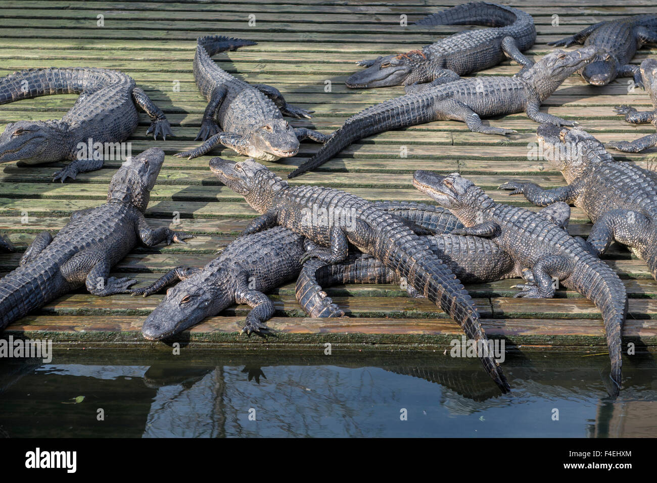 USA, Florida, Orlando. alligator at Gatorland Stock Photo - Alamy