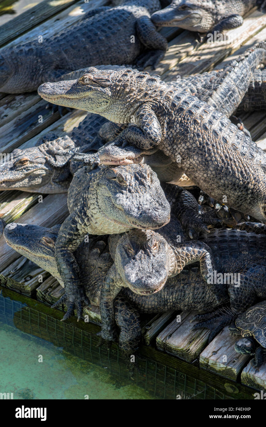USA, Florida, Orlando. alligator at Gatorland Stock Photo - Alamy