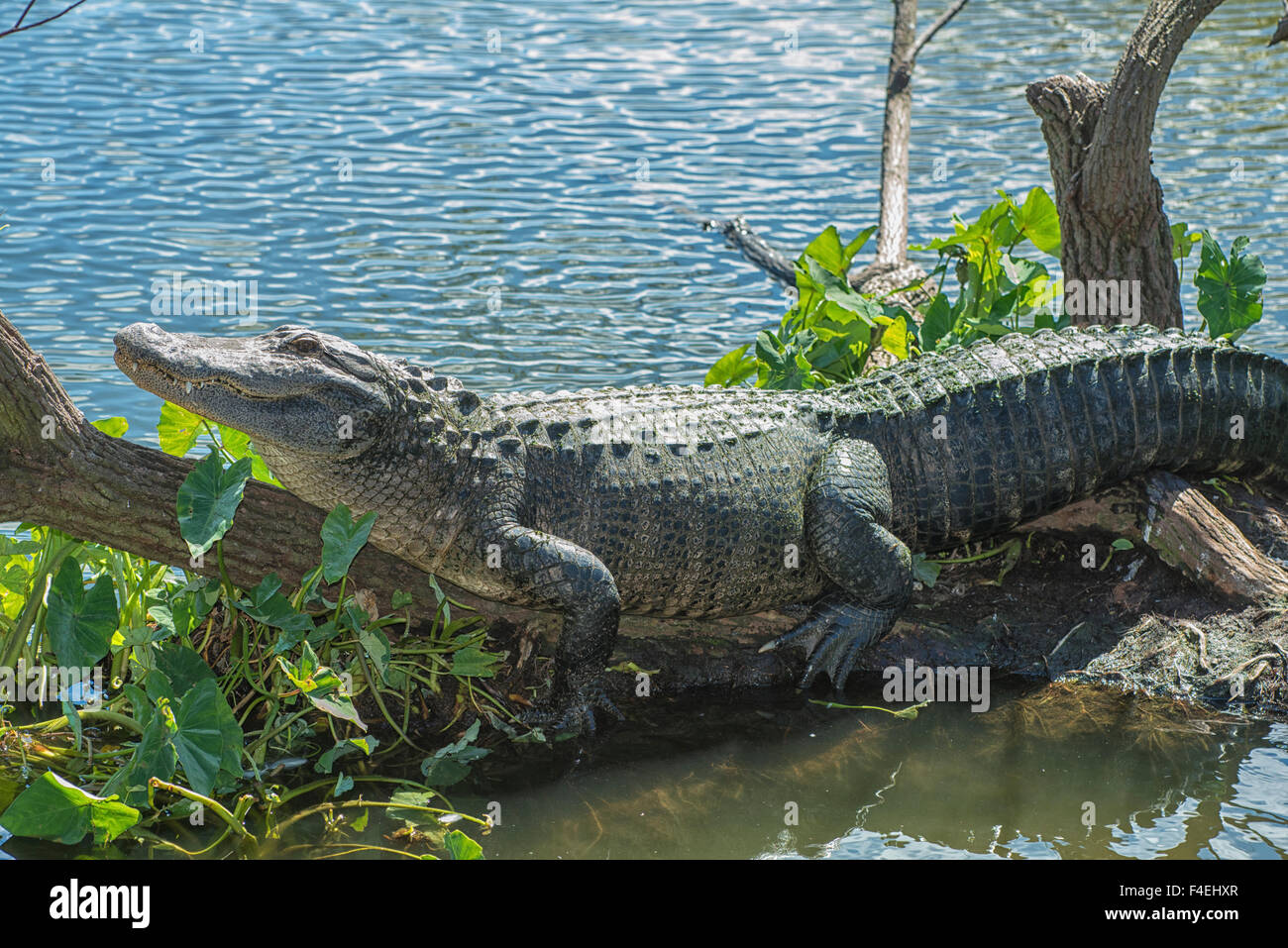 USA, Florida, Orlando. alligator at Gatorland. (Large format sizes ...