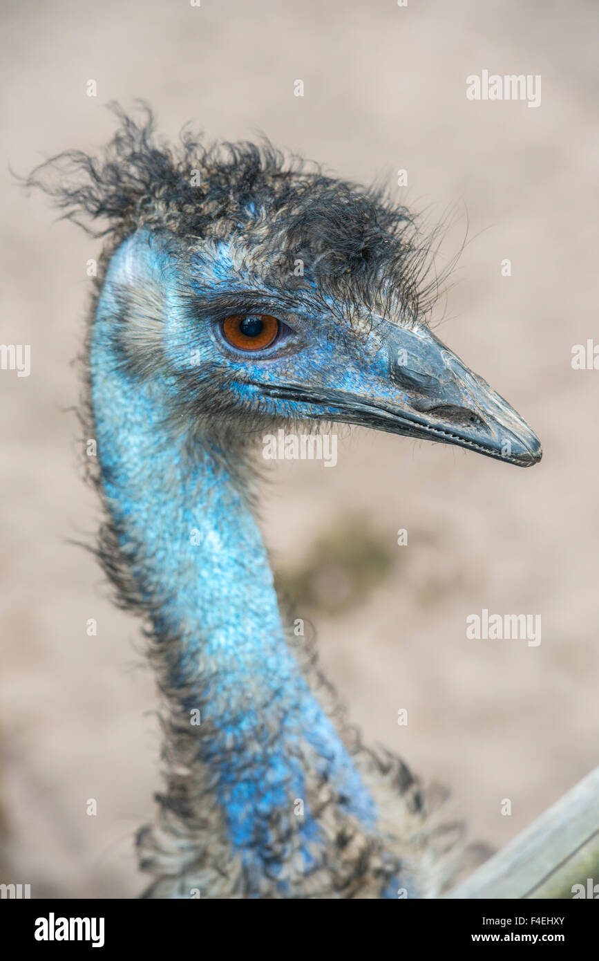 Blue emu hi-res stock photography and images - Alamy