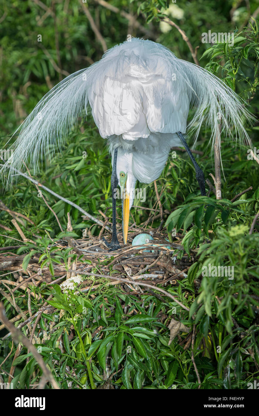 USA, Florida, Orlando. Great Egret and egg at Gatorland. (Large format ...