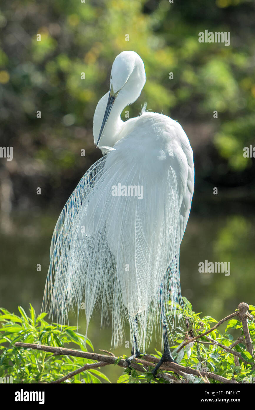 USA, Florida, Orlando. Great Egret at Gatorland Stock Photo - Alamy