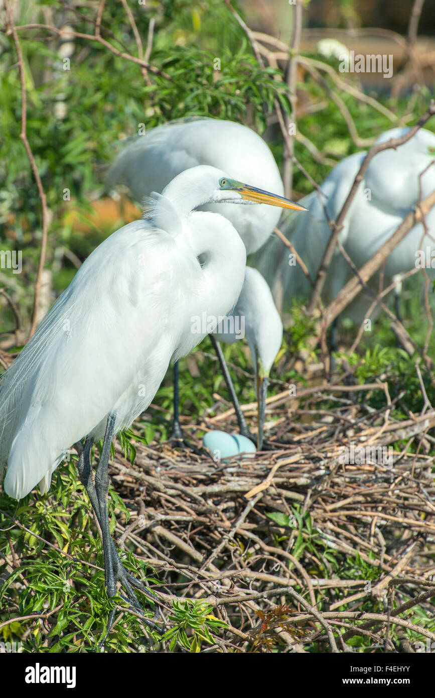 USA, Florida, Orlando. Great Egret at Gatorland. (Large format sizes ...