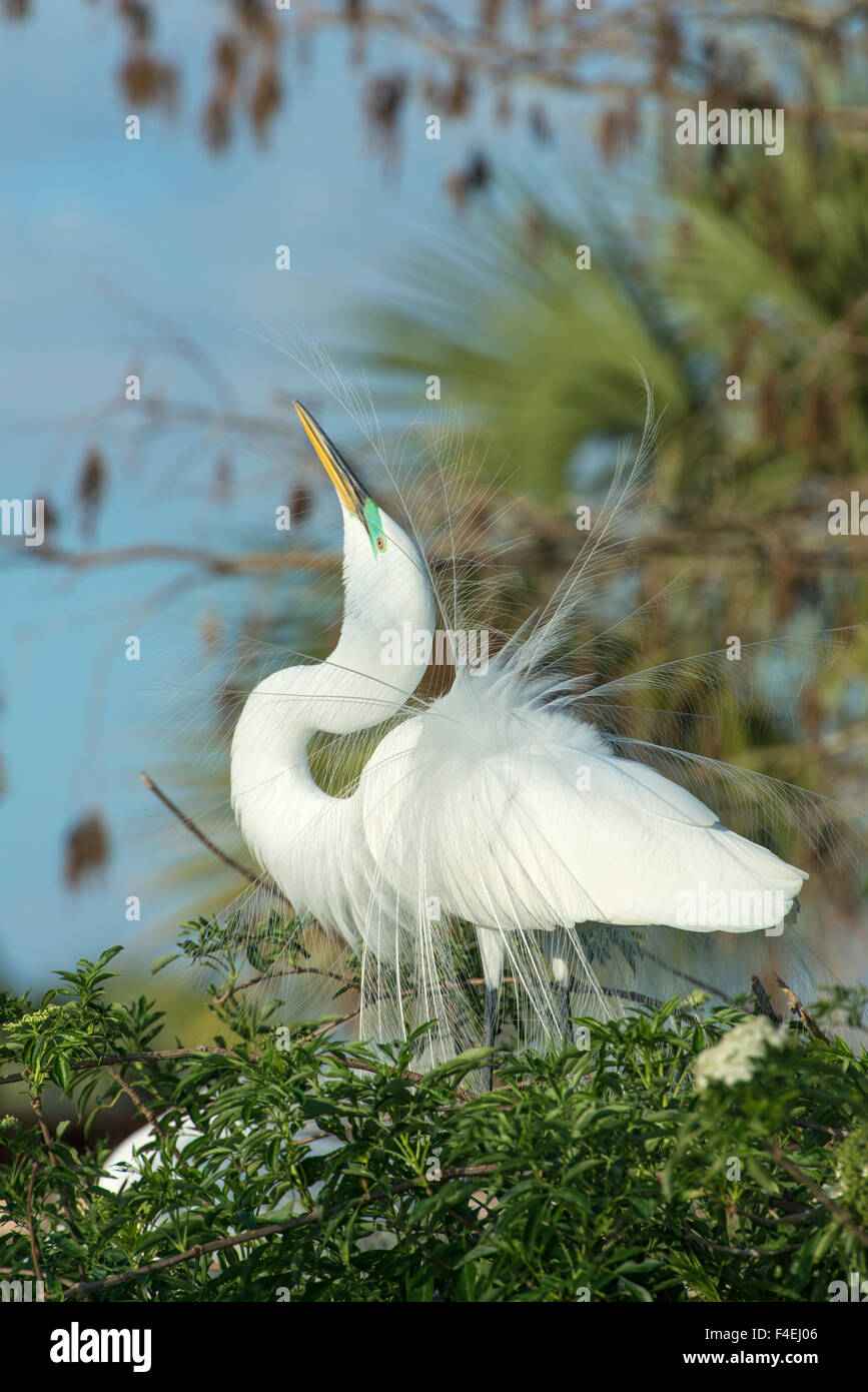 USA, Florida, Orlando. Great Egret at Gatorland. (Large format sizes ...