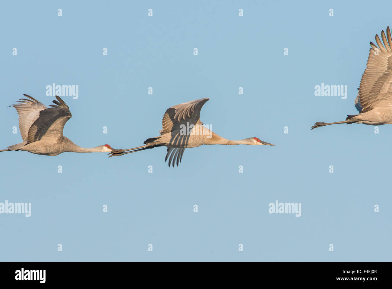 USA, Florida, Orlando. Sandhill Cranes Stock Photo - Alamy