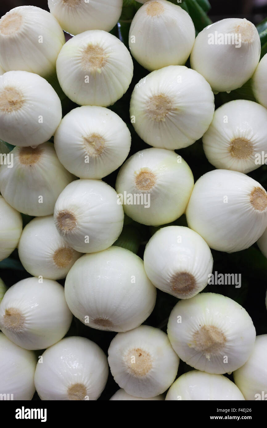 USA, Florida, Homestead, onions Stock Photo - Alamy
