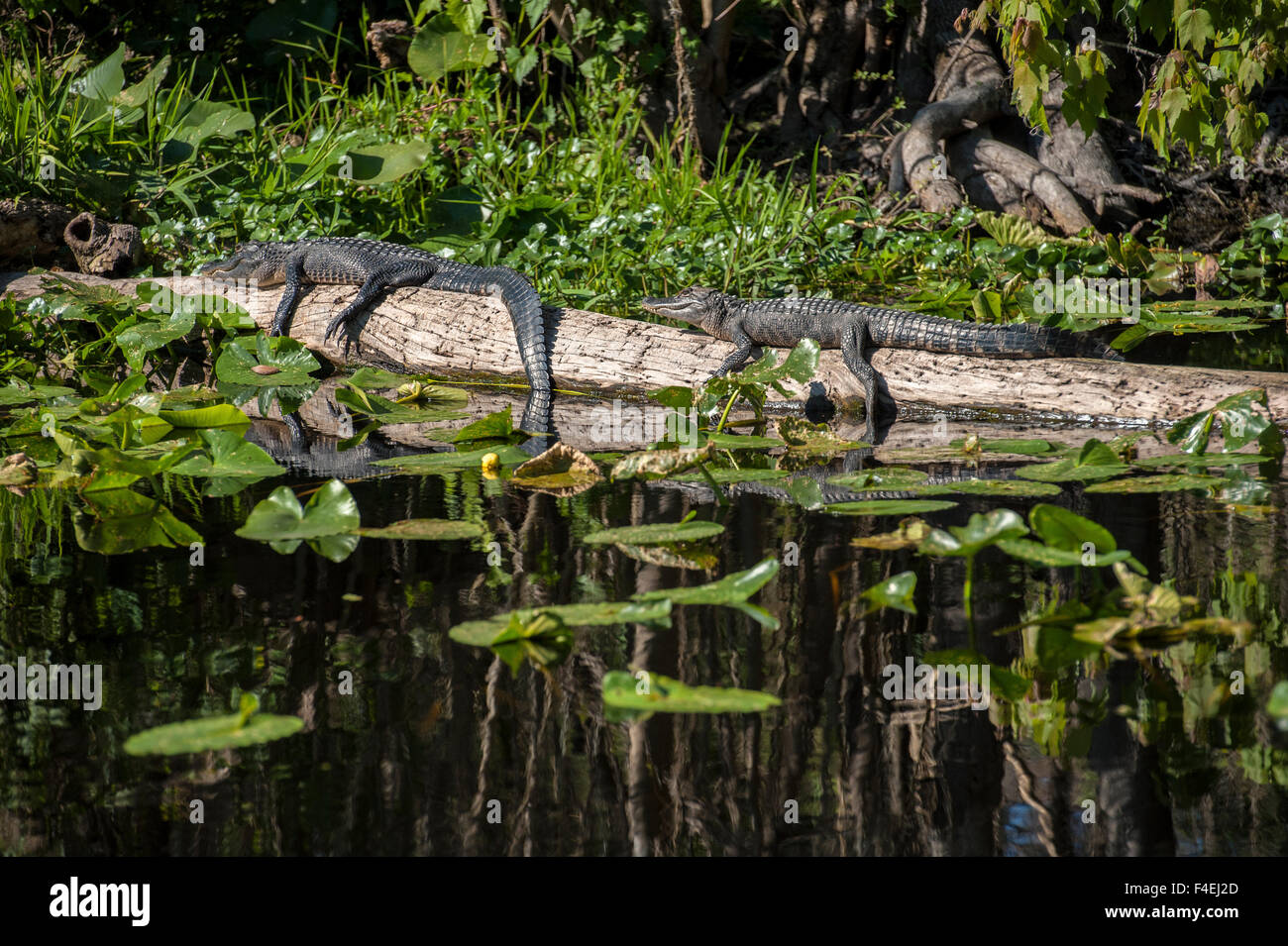 USA, Florida, Orange City, St. Johns River, Blue Spring State Park ...