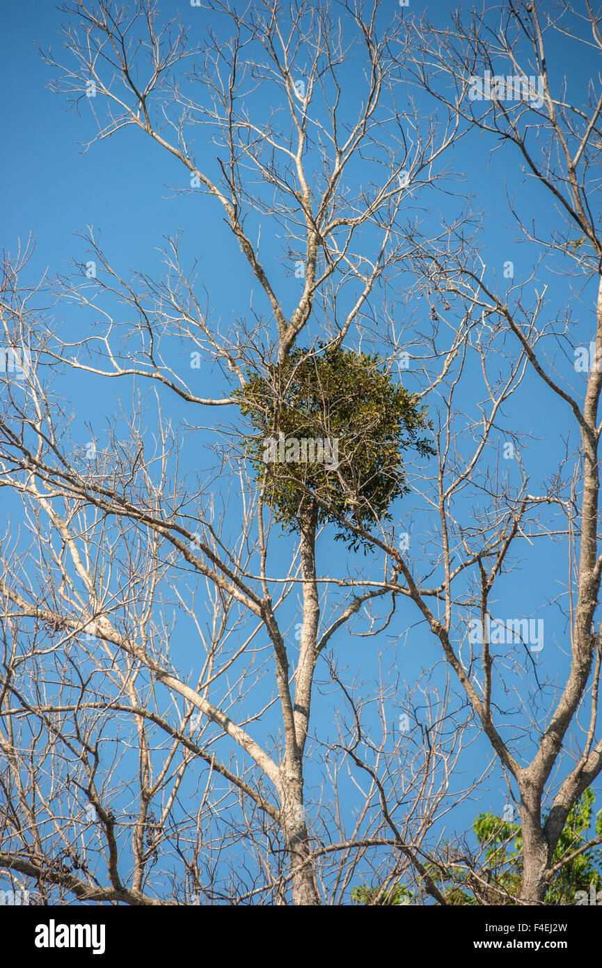 USA, Florida, Orange City, St. Johns River, Blue Spring State Park ...