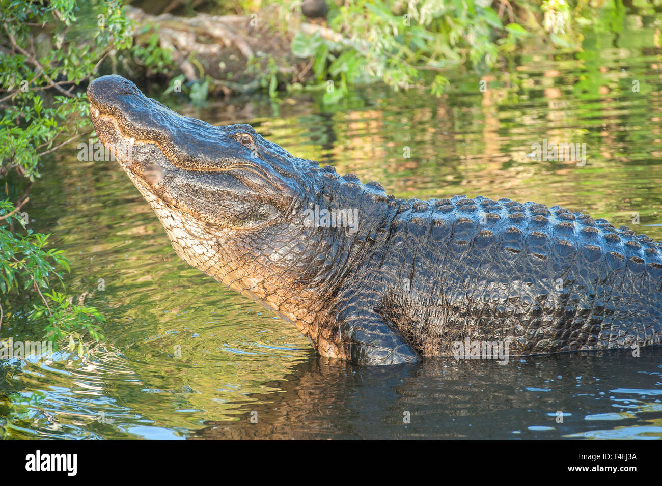 USA, Florida, Orlando, alligator doing water dance at Gatorland Stock ...