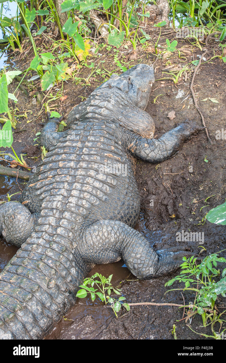 USA, Florida, Orlando, alligator, Gatorland Stock Photo - Alamy