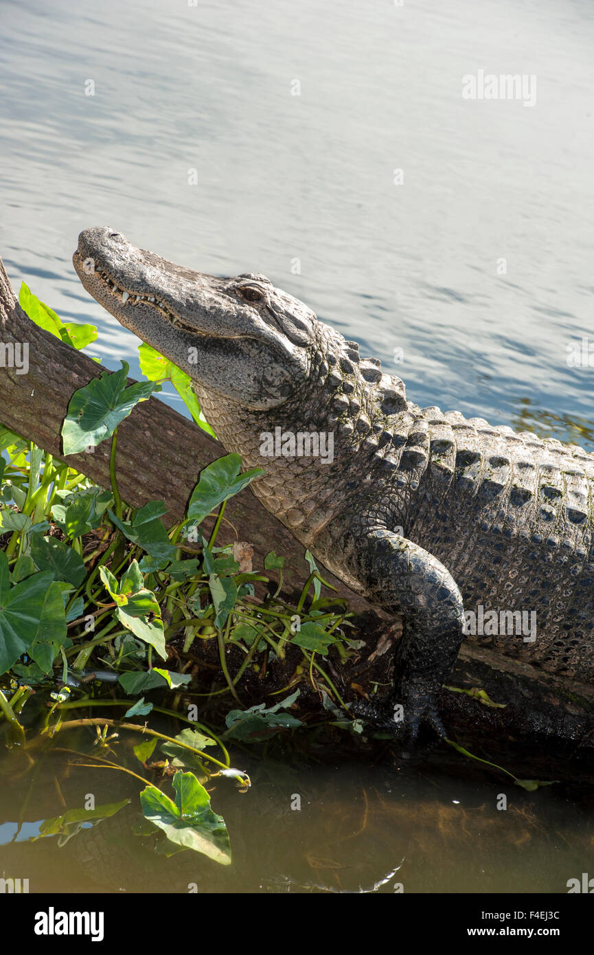 USA, Florida, Orlando, alligator, Gatorland Stock Photo - Alamy