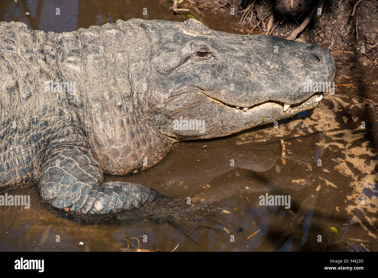 USA, Florida, Orlando, alligator, Gatorland Stock Photo - Alamy