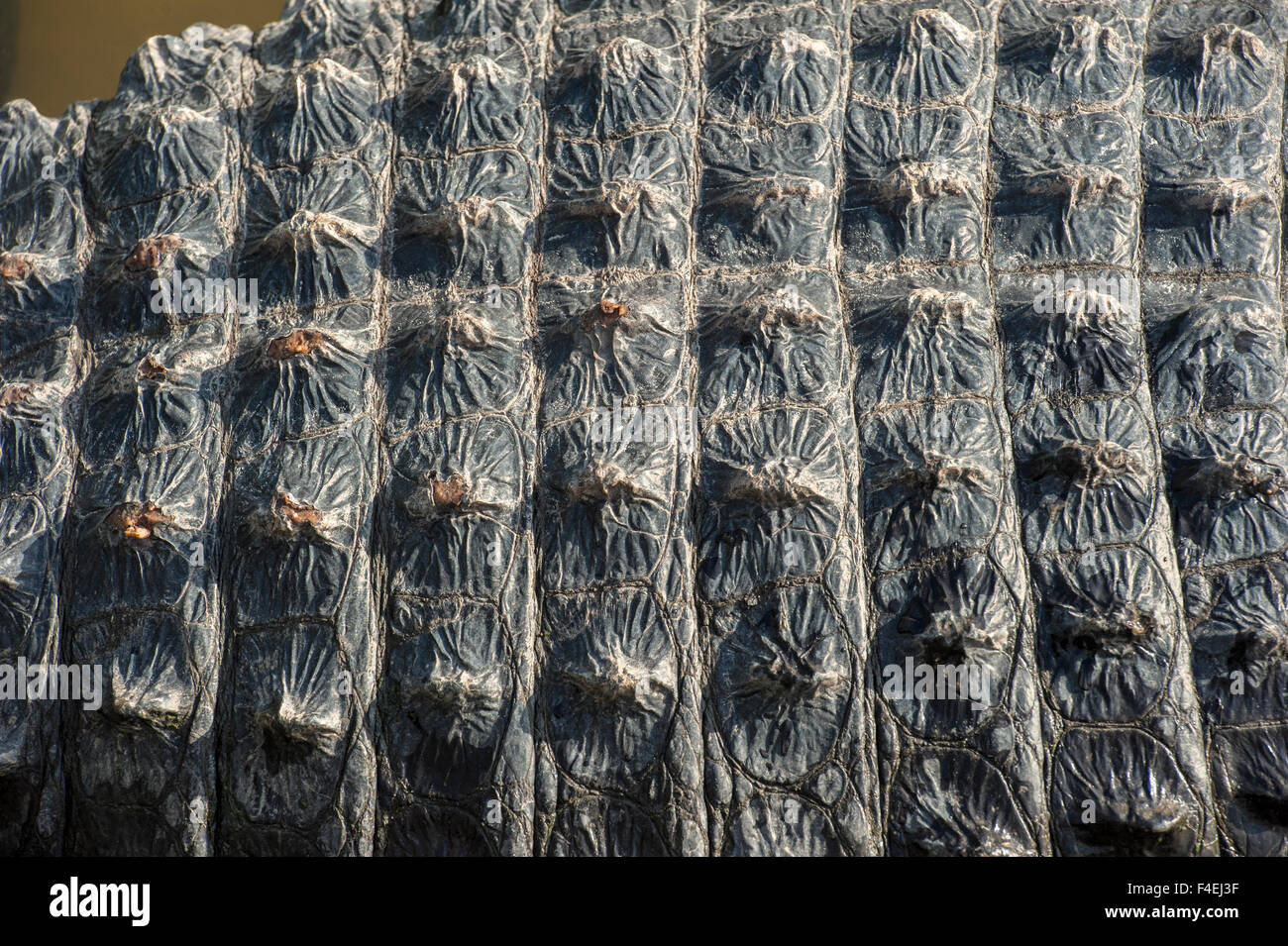 Osteoderms hi-res stock photography and images - Alamy