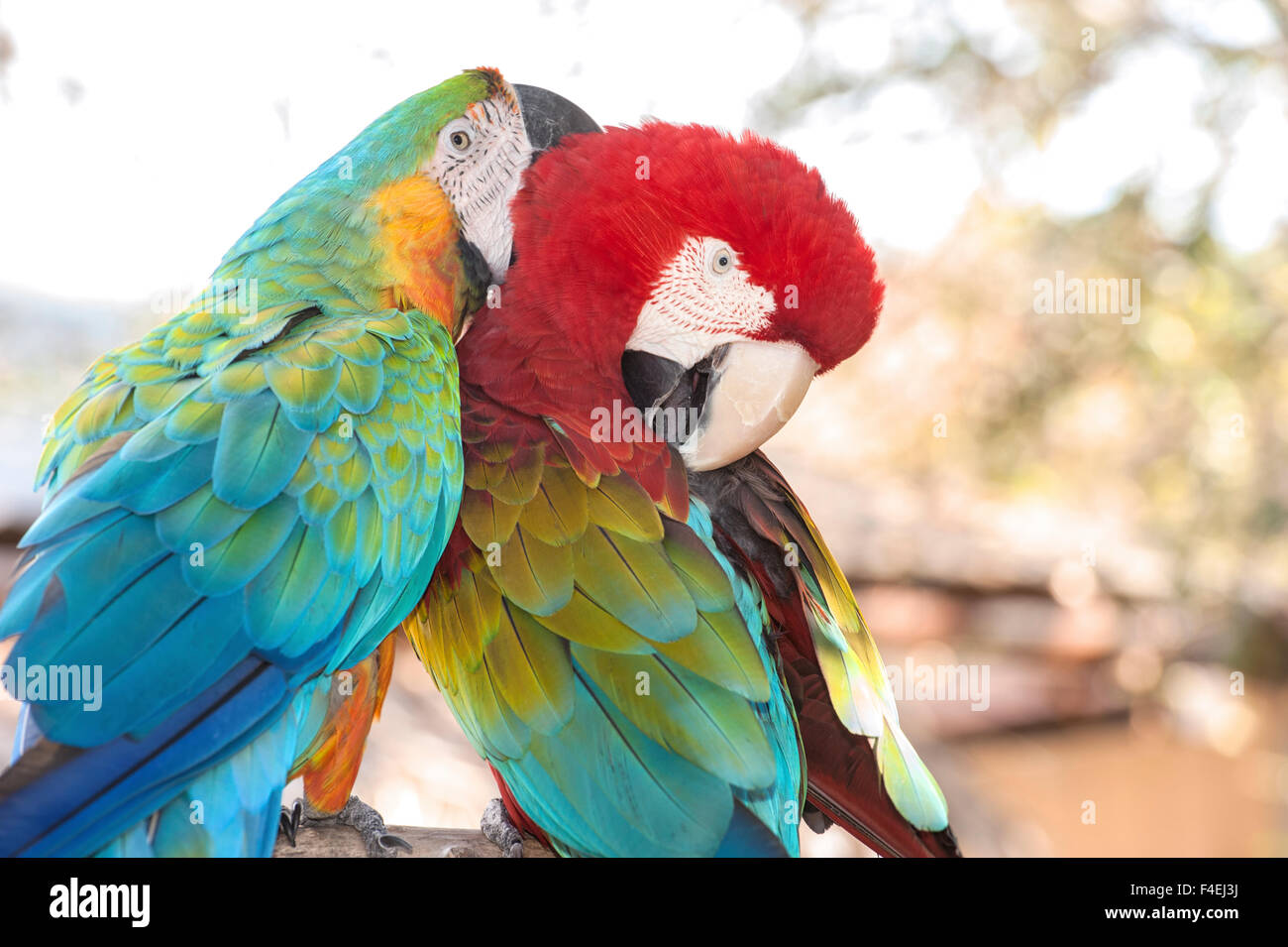 USA, Florida, Orlando, Blue-and-Yellow Macaw and Scarlett Macaw ...