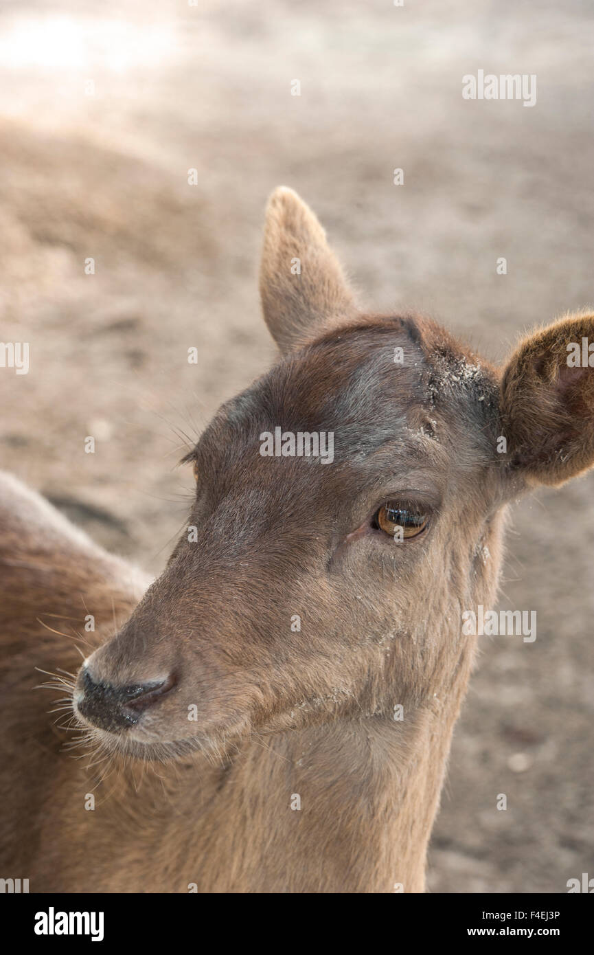 USA, Florida, Orlando, Deer, Gatorland Stock Photo - Alamy