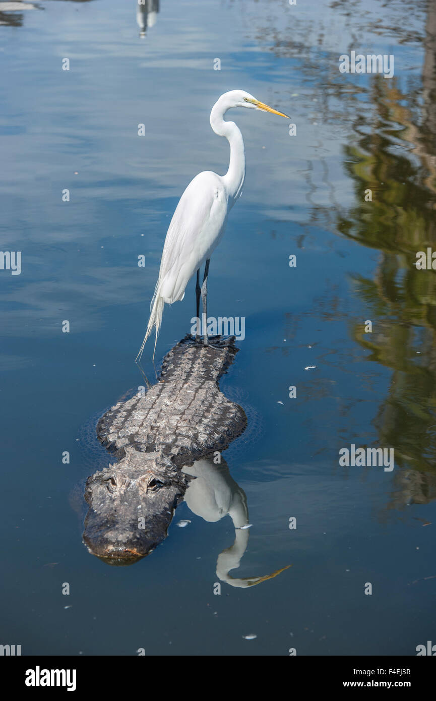 USA, Florida, Orlando, egret riding on alligator, Gatorland Stock Photo ...