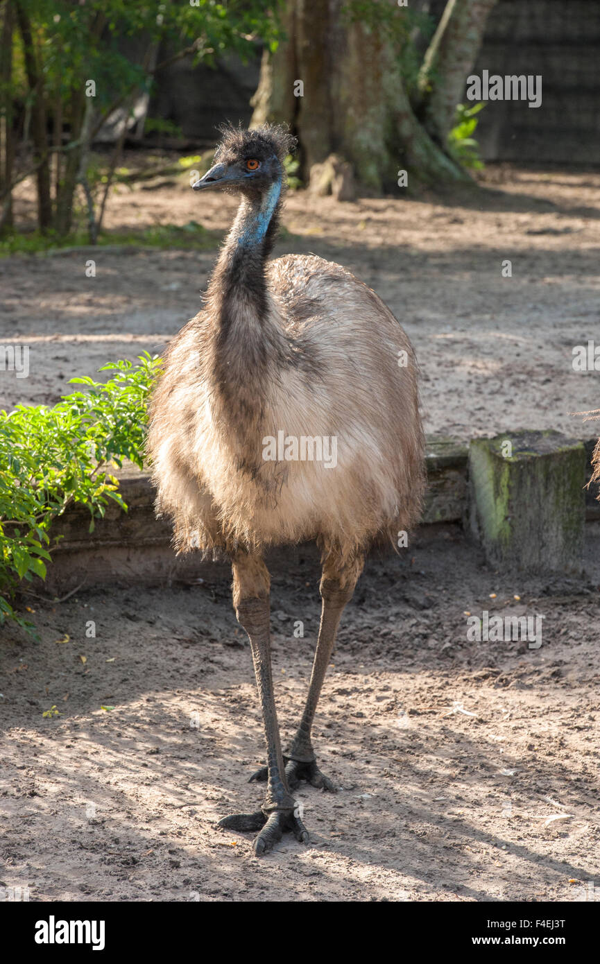 USA, Florida, Orlando, Emu, Gatorland Stock Photo - Alamy