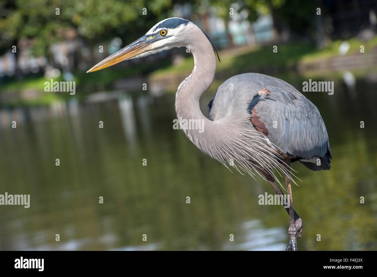 USA, Florida, Orlando, Great Blue Heron, Gatorland Stock Photo - Alamy