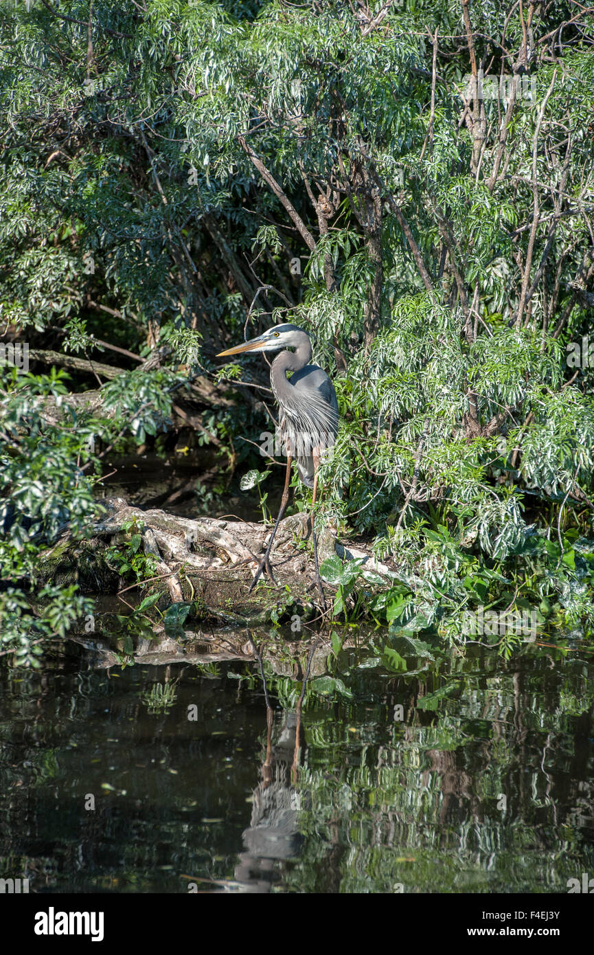 USA, Florida, Orlando, Great Blue Heron, Gatorland Stock Photo - Alamy