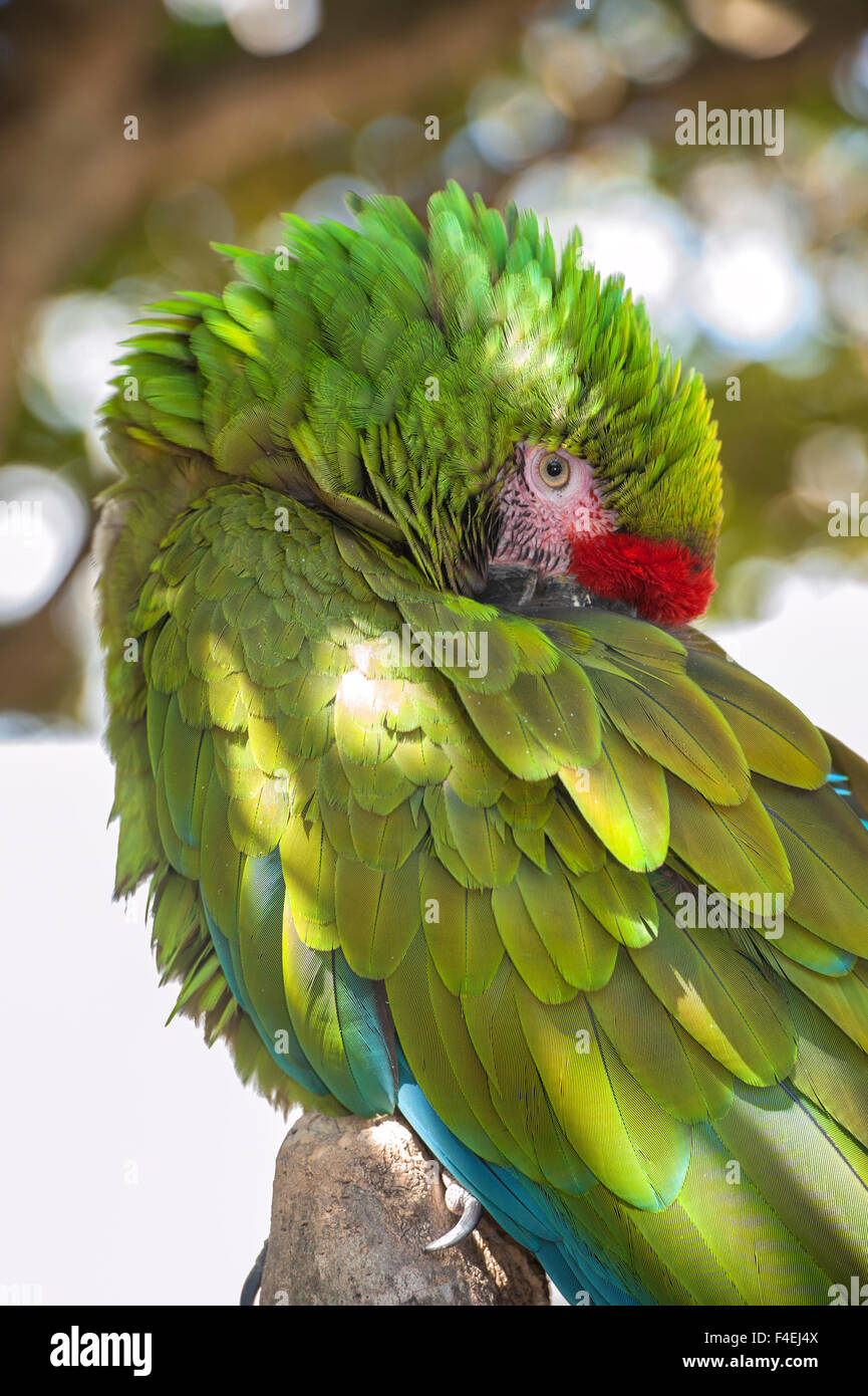 USA, Florida, Orlando, Green Macaw, Gatorland Stock Photo - Alamy