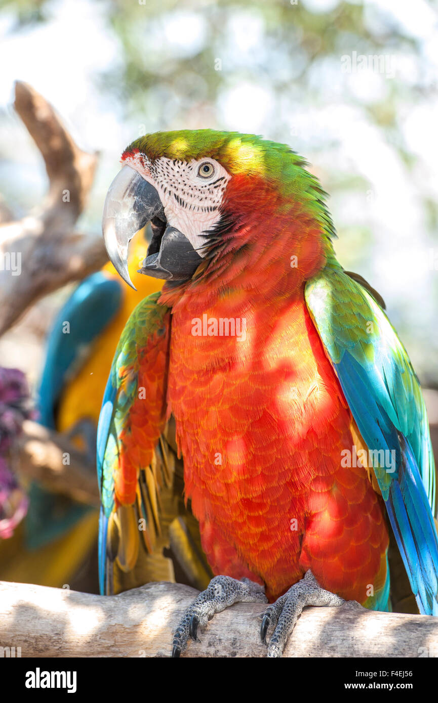 USA, Florida, Orlando, Scarlett Macaw, Gatorland Stock Photo - Alamy