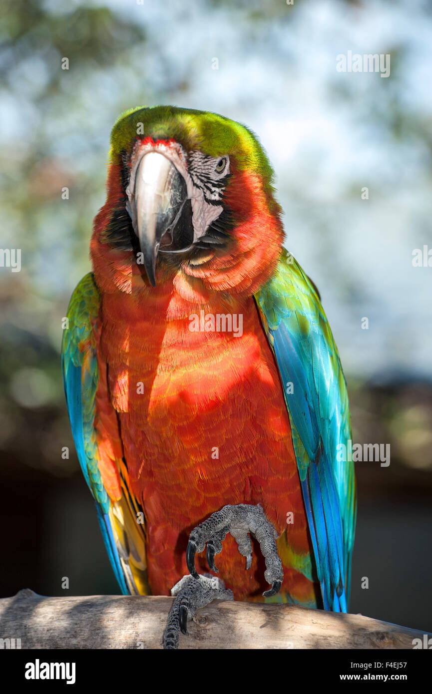 USA, Florida, Orlando, Scarlett Macaw, Gatorland Stock Photo - Alamy