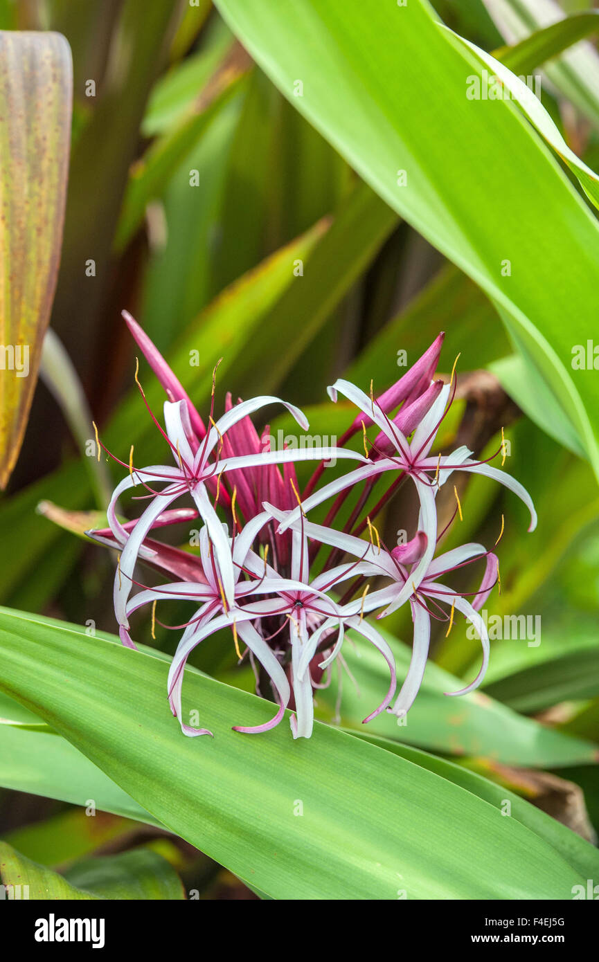 USA, Florida, Orlando, swamp lily, Gatorland Stock Photo - Alamy