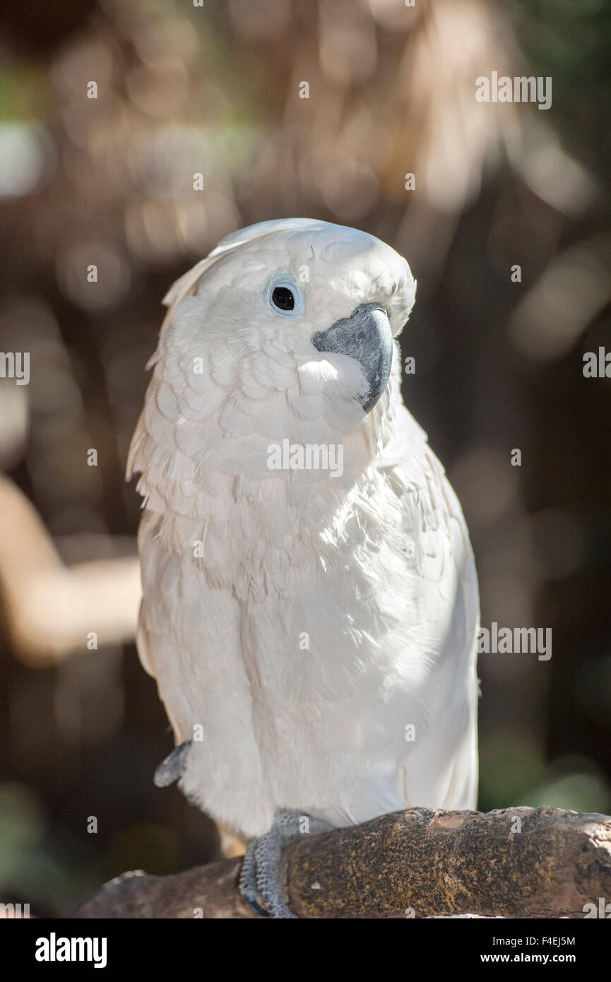 USA, Florida, Orlando, White Cockatoo, Gatorland Stock Photo - Alamy