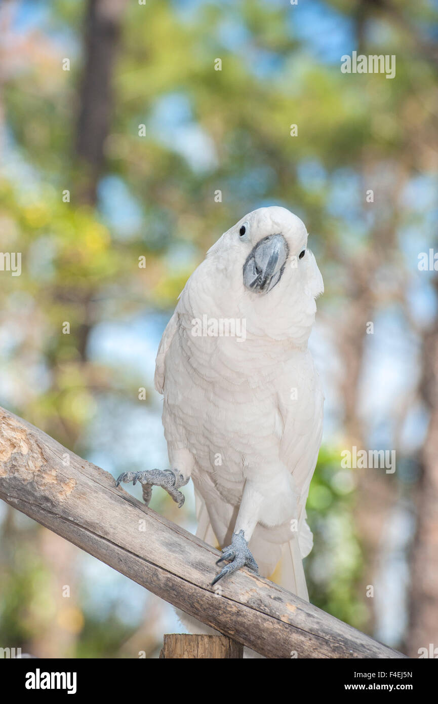 USA, Florida, Orlando, White Cockatoo, Gatorland Stock Photo - Alamy
