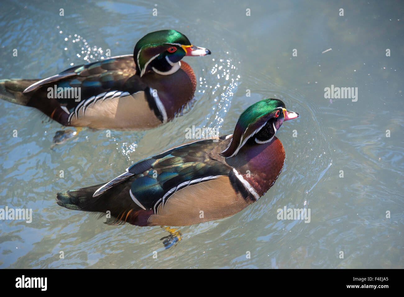 USA, Florida, St. Augustine, Wood Ducks at Alligator Farm Stock Photo ...