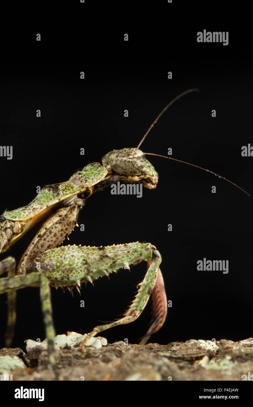Grizzled mantis hi-res stock photography and images - Alamy