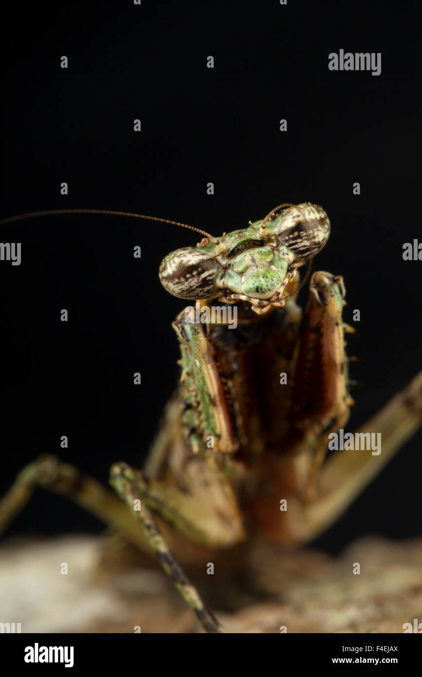 Female Grizzled Mantis (Gonatista grisea), Central Florida Stock Photo ...