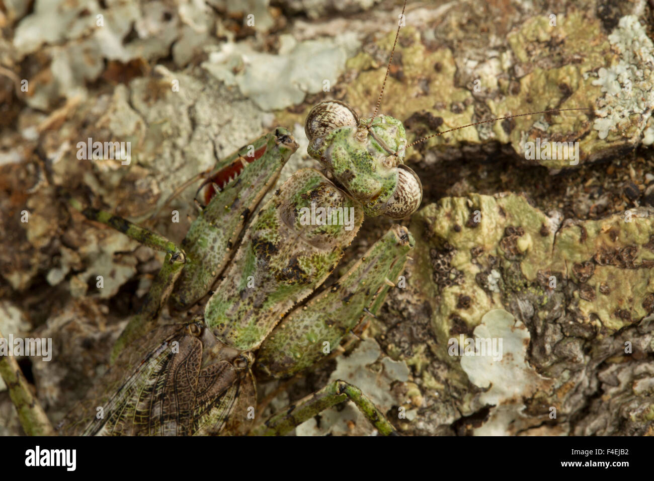 Lichen Mantis High Resolution Stock Photography and Images - Alamy